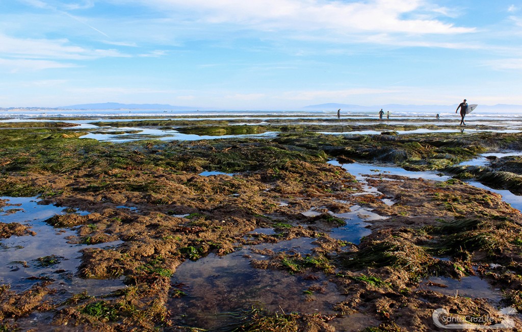 Pleasure Point Tide Pools Revealed during King Tides