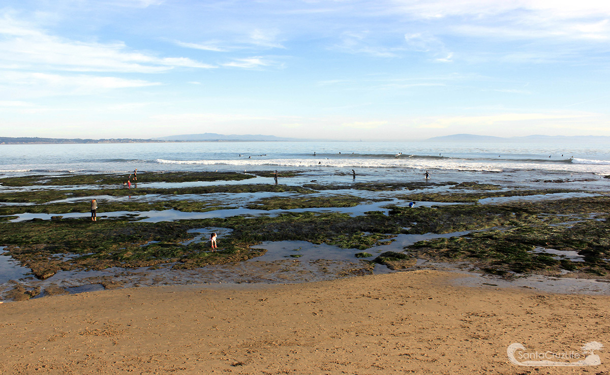 Pleasure Point Tide Pools Revealed during King Tides