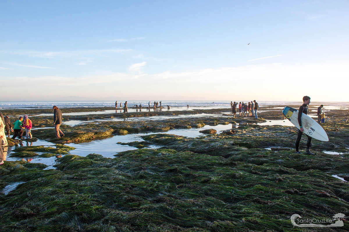 Pleasure Point Tide Pools Revealed during King Tides