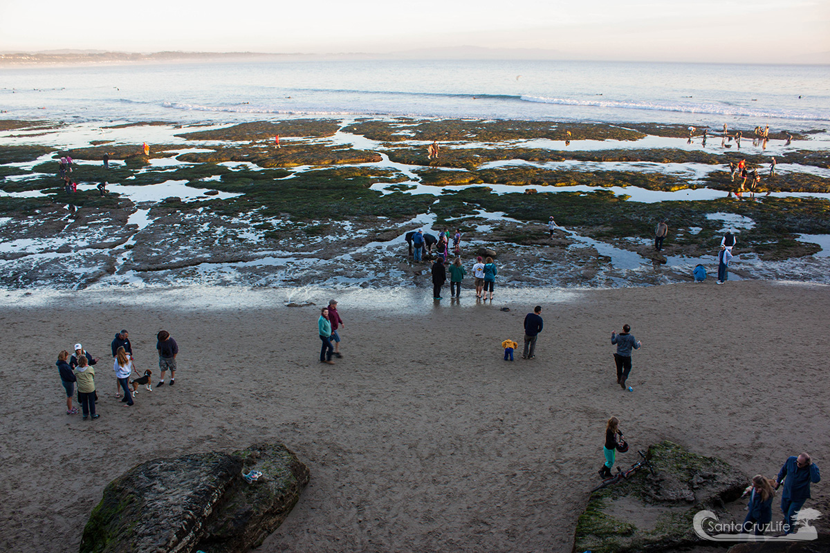 Pleasure Point Tide Pools Revealed during King Tides