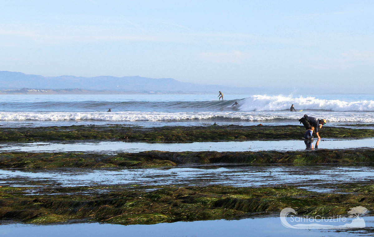 Pleasure Point Tide Pools Revealed during King Tides