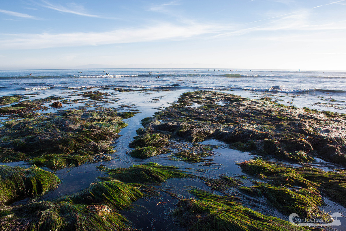 Pleasure Point Tide Pools Revealed during King Tides