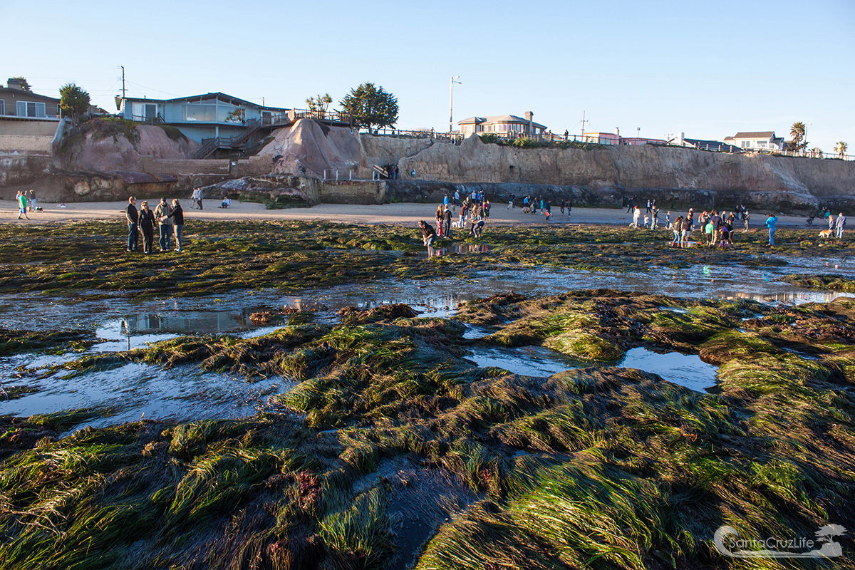 Pleasure Point Tide Pools Revealed during King Tides
