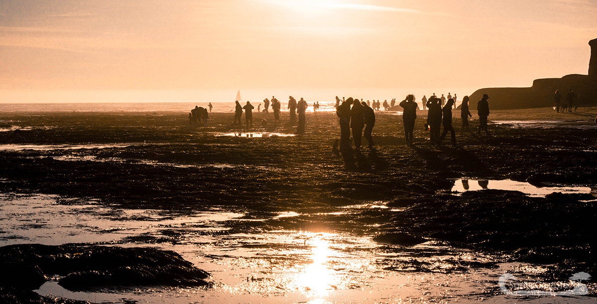 Pleasure Point Tide Pools Revealed during King Tides